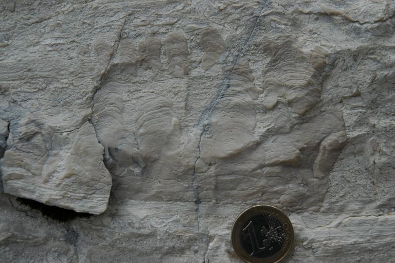 stromatolity | Katedra geologie